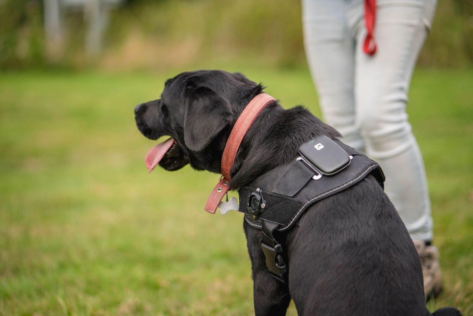 Unboxing: TailTale's dog wearable product will help you read your dog's ...