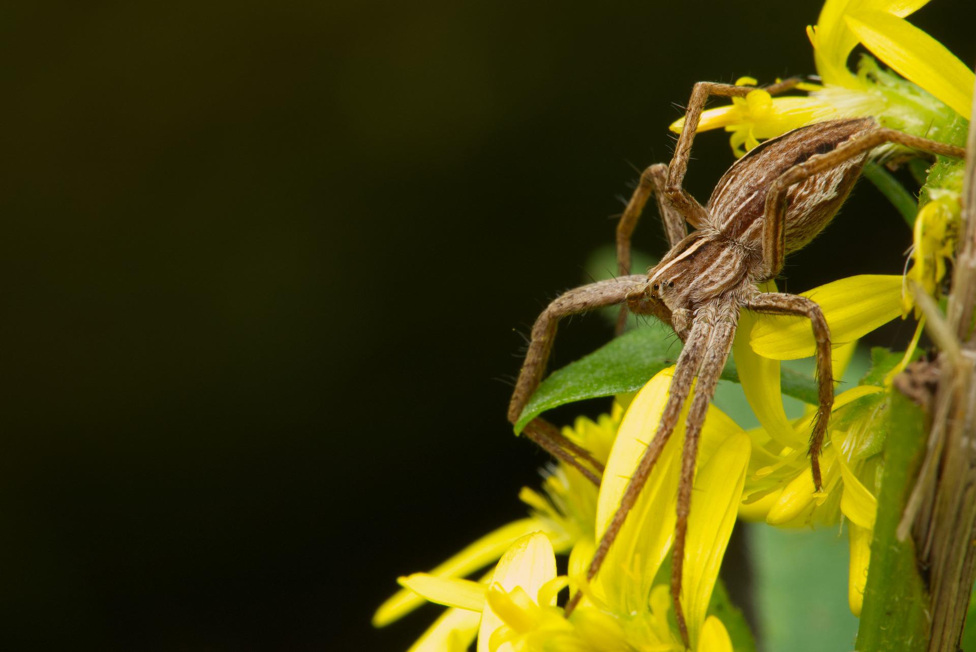 Scientists create zombie spider necrobots - GiGadgets.com